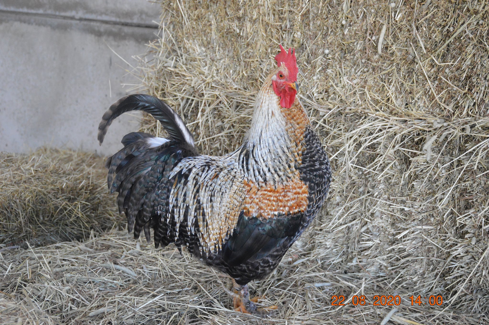 November Newsletter - Easterton Farm Park